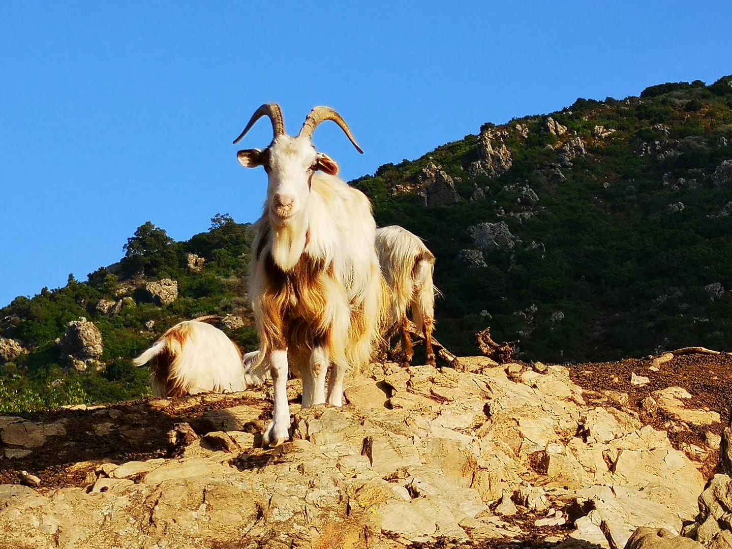 Capra Parc, Ferme pédagogique, bio et idéaliste à Tox